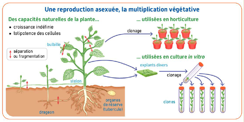 Biologie - La reproduction des plantes à fleurs
