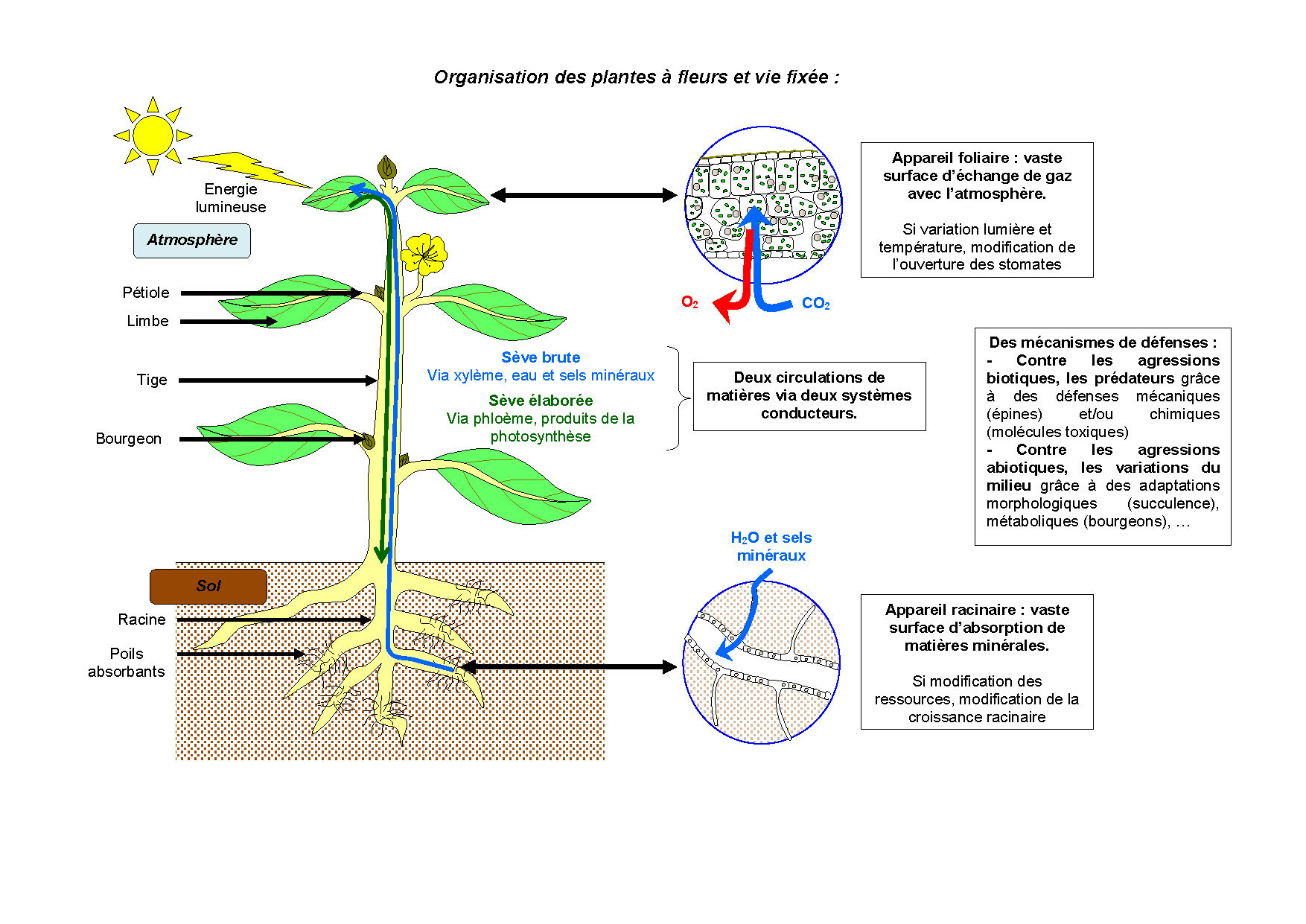 Biologie - La reproduction des plantes à fleurs