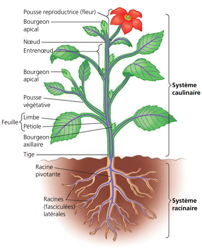 Biologie - La reproduction des plantes à fleurs