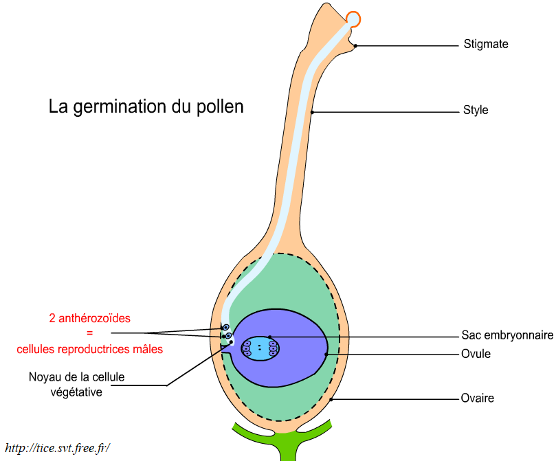 Biologie - La reproduction des plantes à fleurs